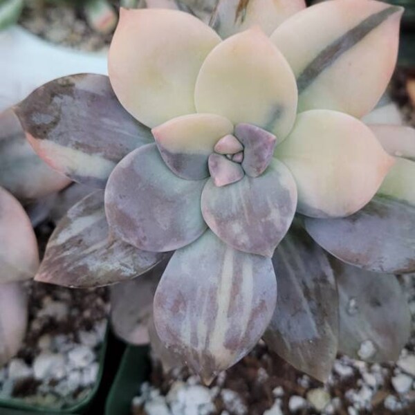 Superbum Succulent - Etsy