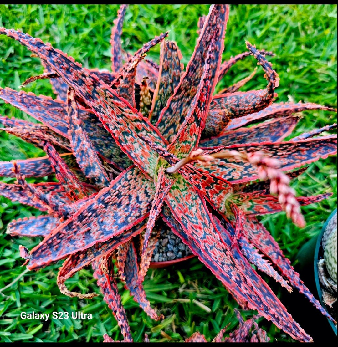 Aloe Crimson Dragon - Etsy