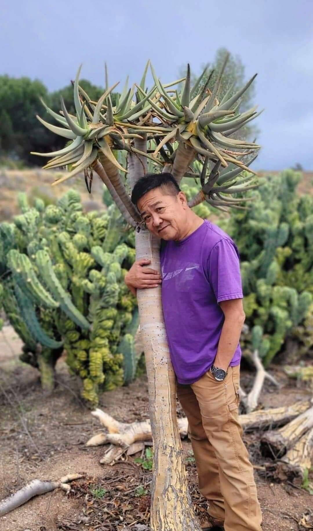 Aloe Dichotoma - Etsy