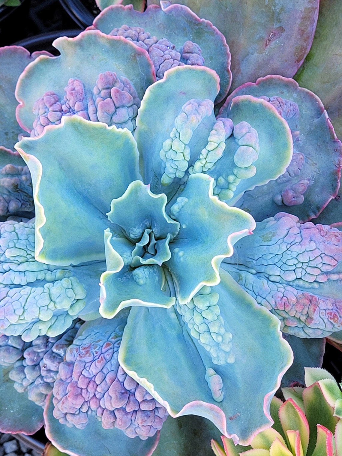 Echeveria Barbillion | Etsy