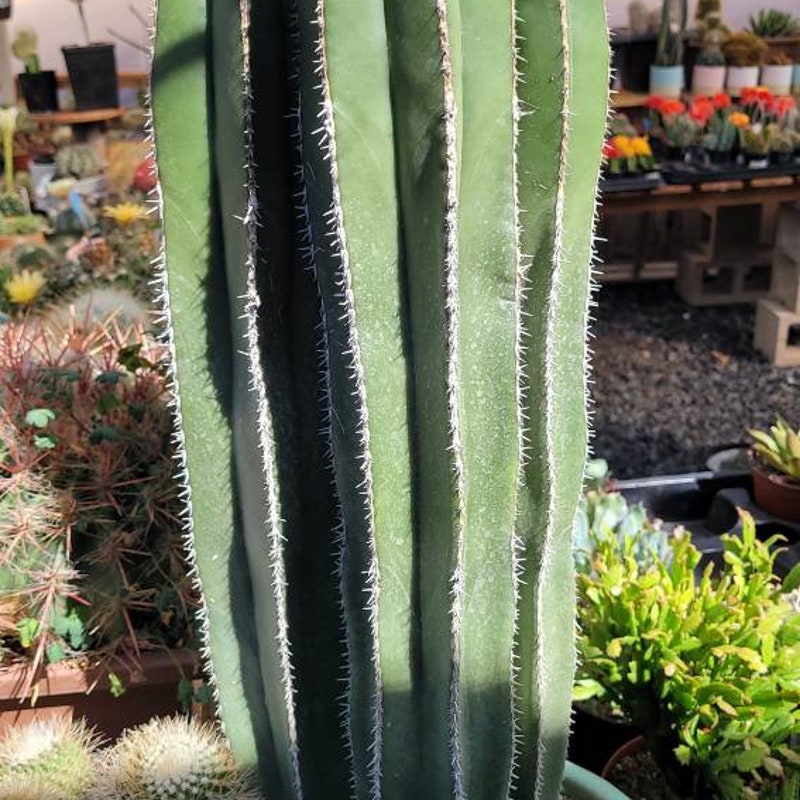 Fence Post Cactus - Etsy