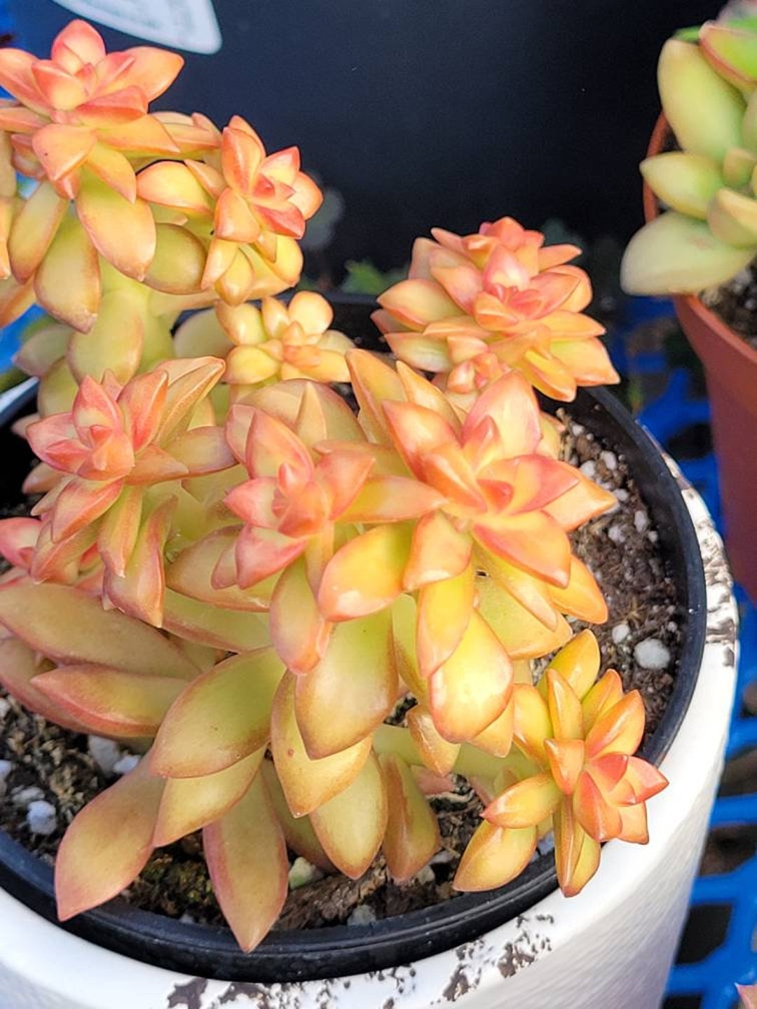 Sedum Shooting Star 4" - Etsy