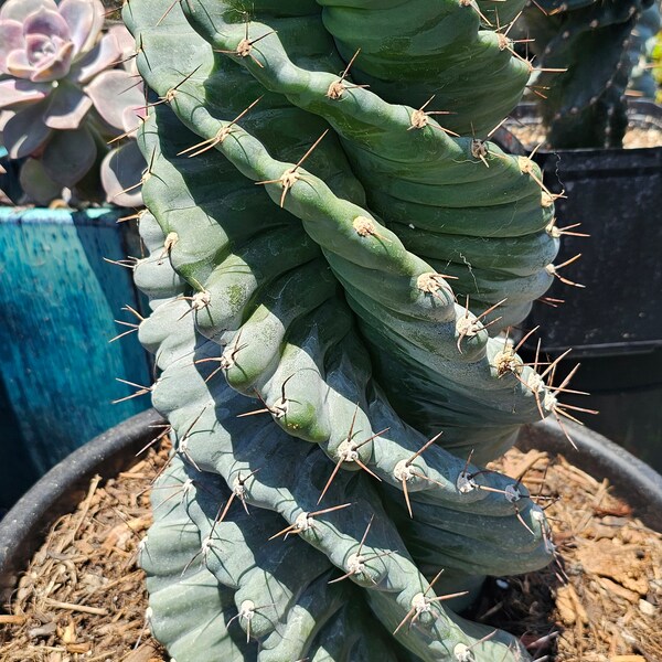 Spiral Cactus Plant - Etsy