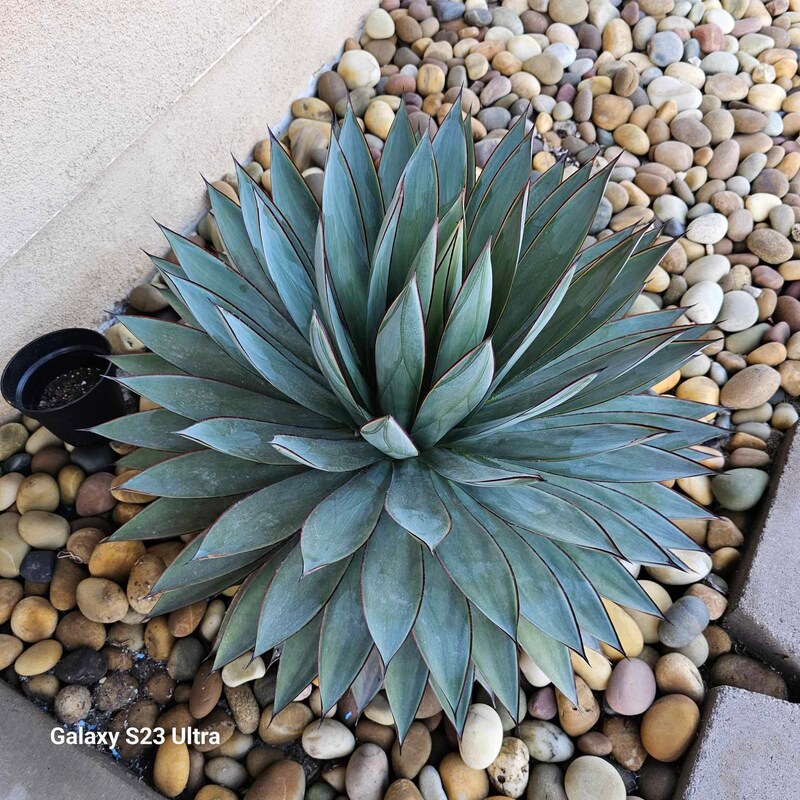 Blue Flame Agave - Etsy