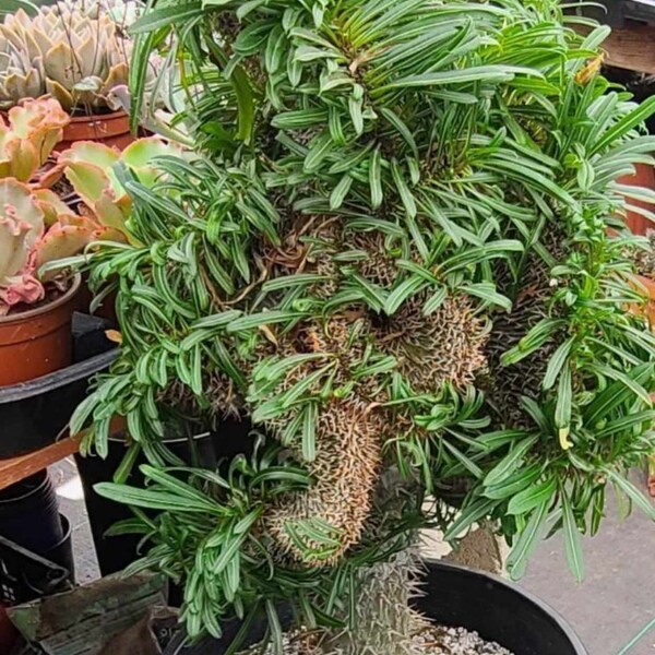 Madagascar Palm - Etsy