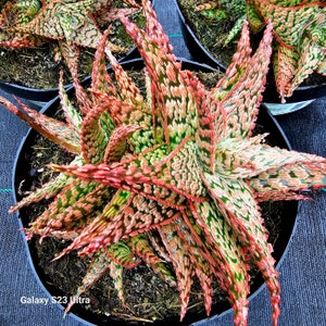 Aloe Firecrackers - Etsy