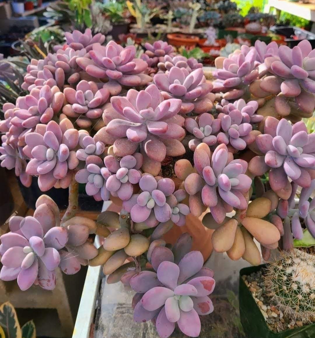 Pink Moonstone Succulents/ Pachyphytum Oviferum - Etsy