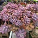 Pink Moonstone Succulents/ Pachyphytum Oviferum - Etsy