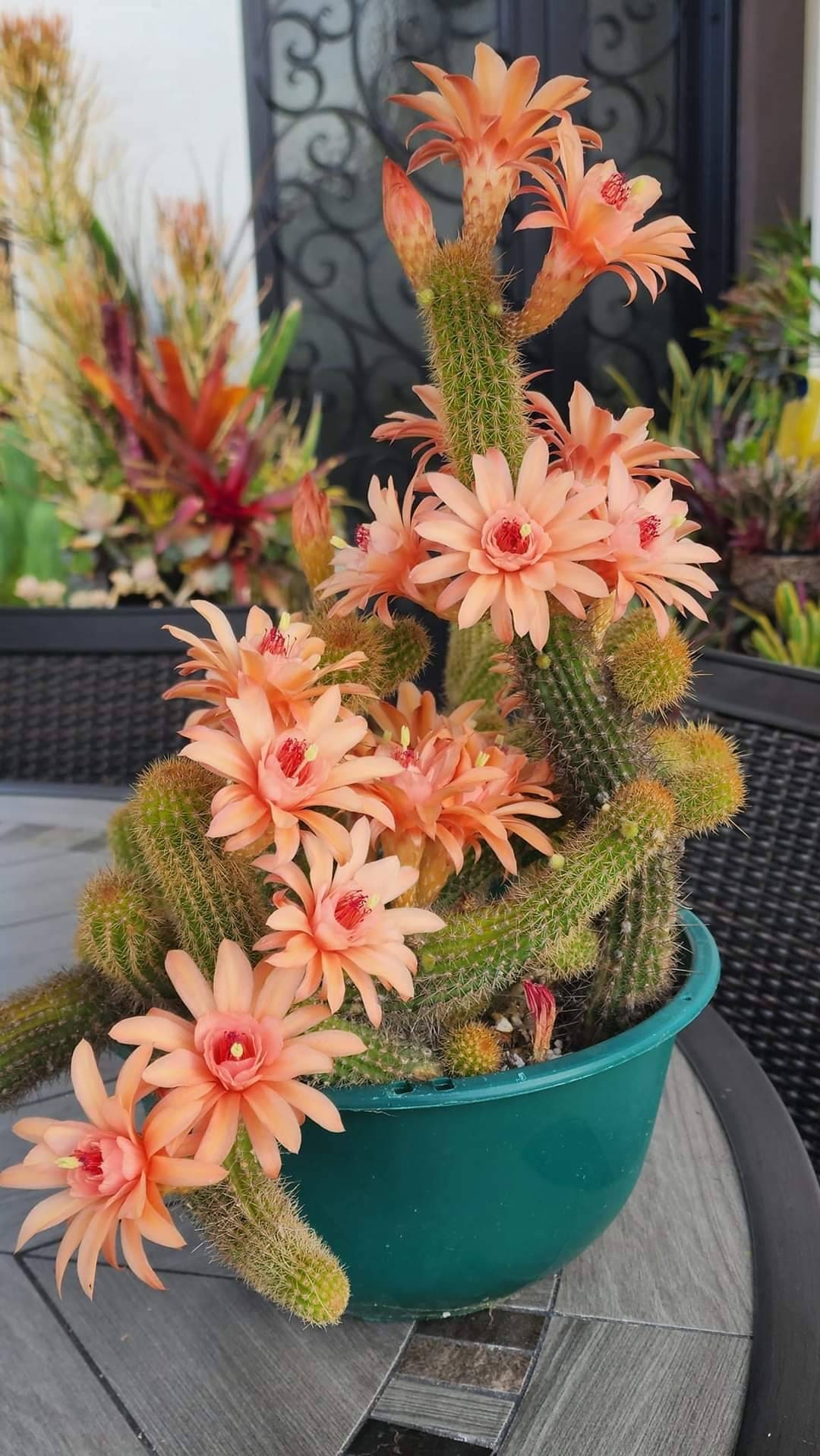 GOLDEN Rat Tail Cactus - Etsy