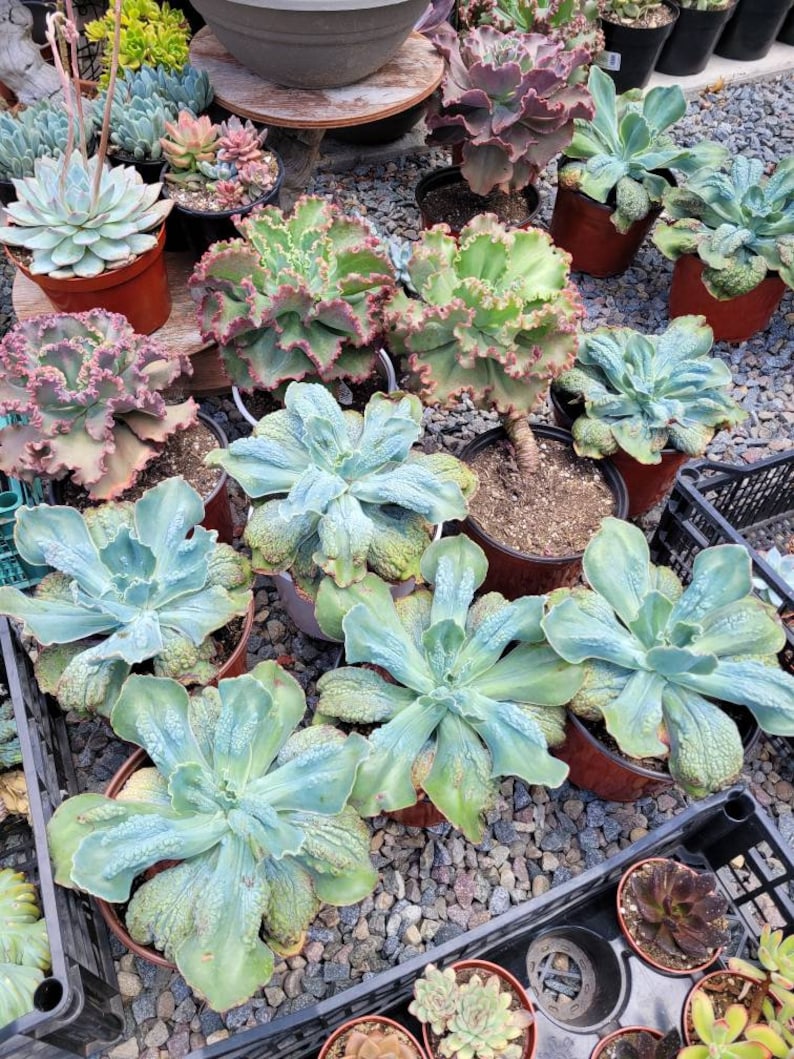 Echeveria Barbillion - Etsy