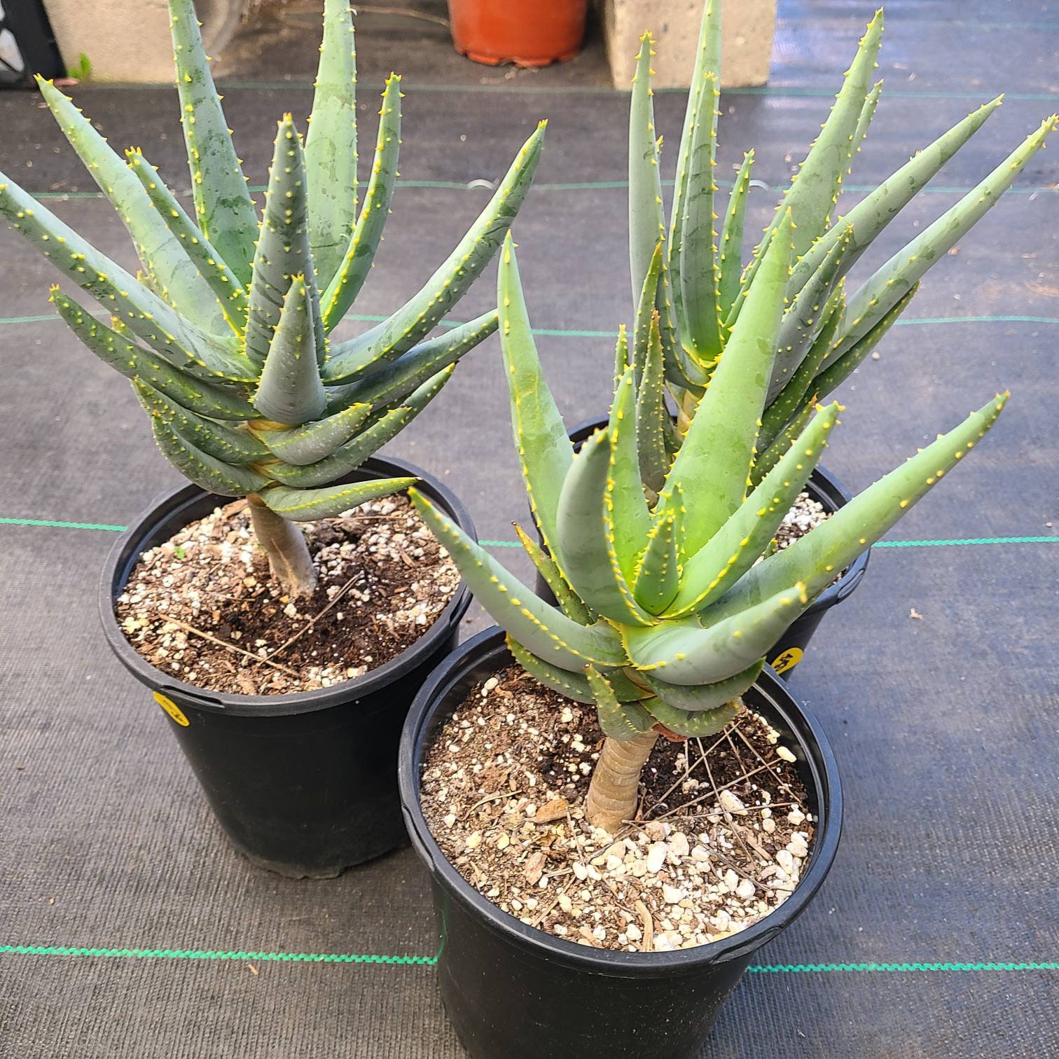 Aloe Dichotoma