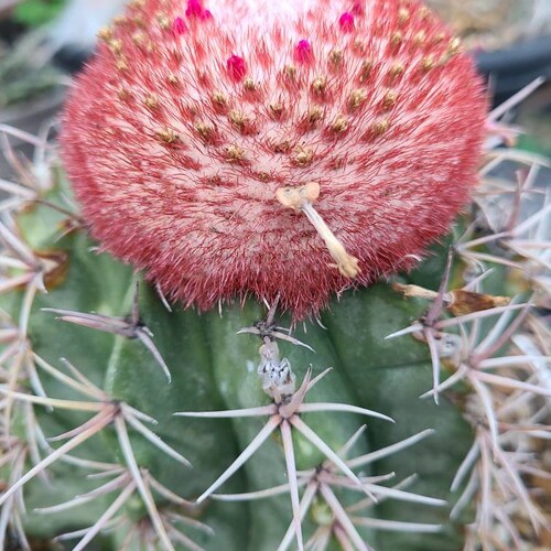 Melocactus Matanzanus Cactus Seeds - Etsy