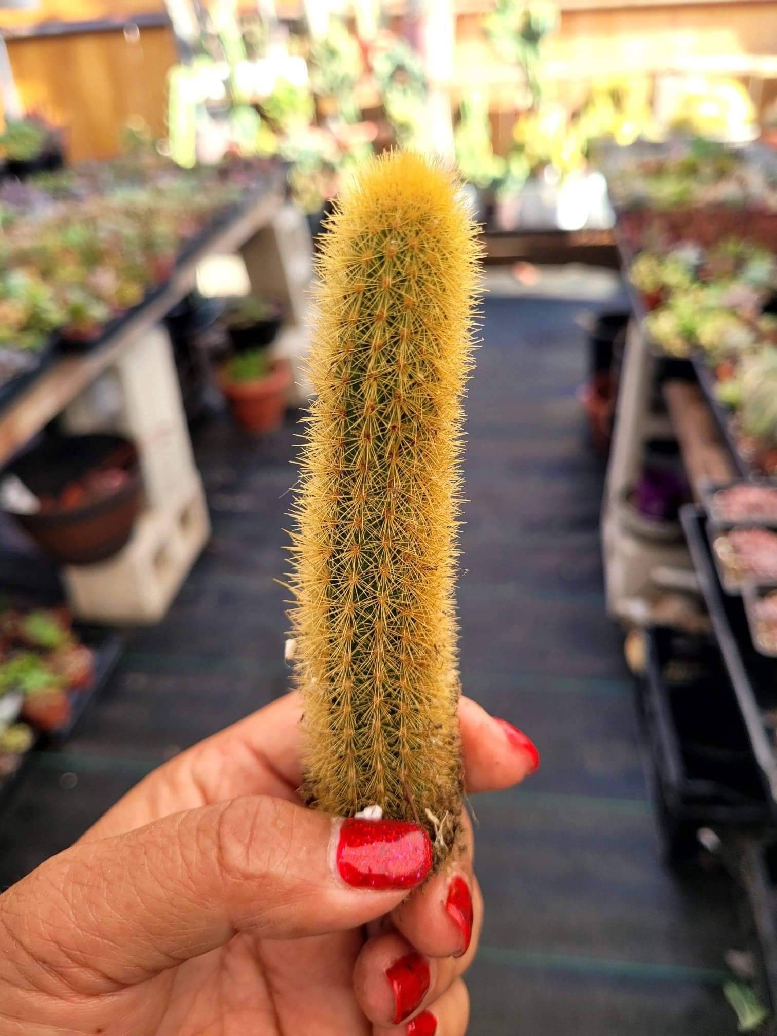 GOLDEN Rat Tail Cactus - Etsy
