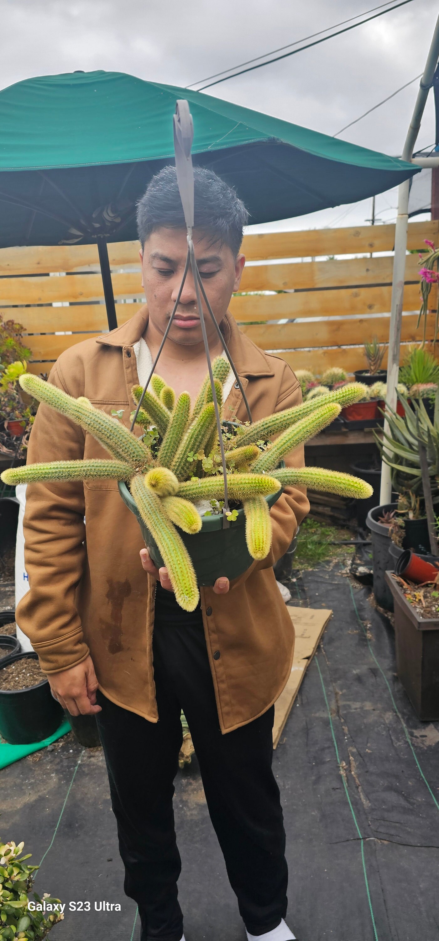GOLDEN Rat Tail Cactus - Etsy