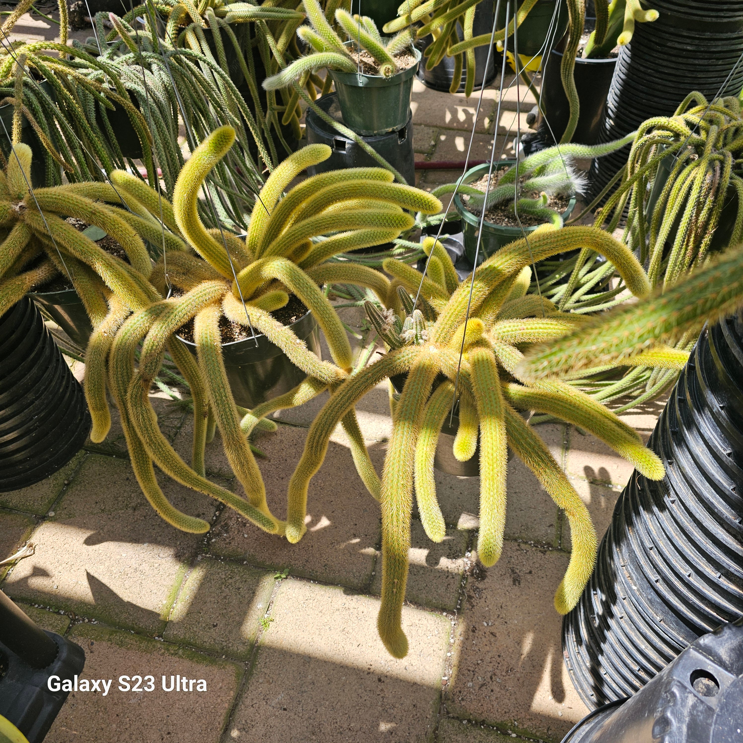 GOLDEN Rat Tail Cactus - Etsy