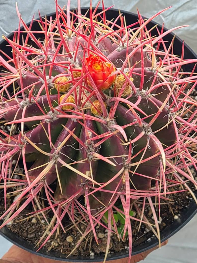 Ferocactus Pringlei/fireball Cactus - Etsy