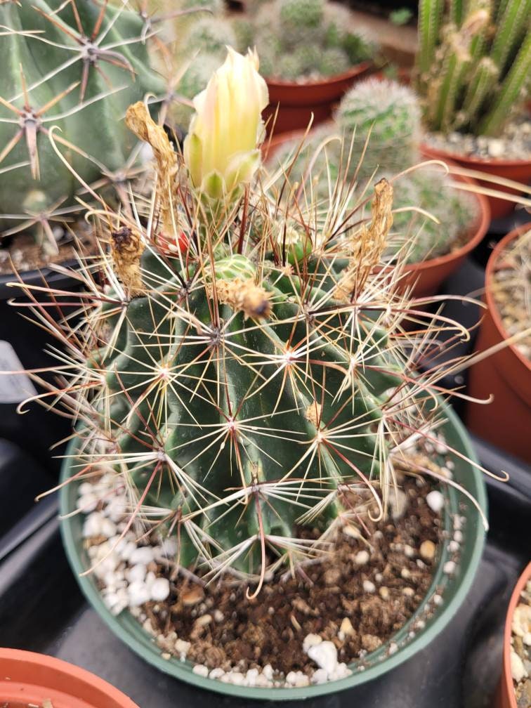 Hamatocactus Setispinus Rare 6" - Etsy