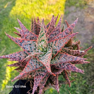 Aloe Firecrackers - Etsy