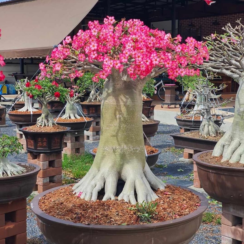 Adenium Arabicum - Etsy