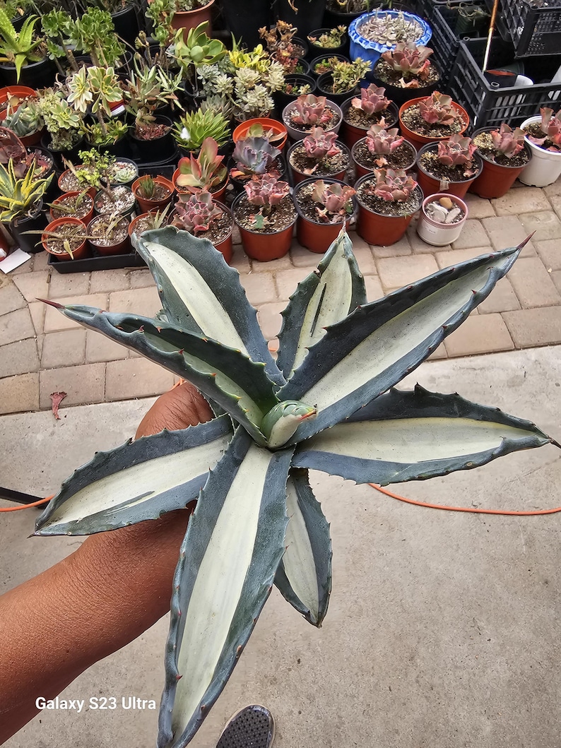 Agave Mediopicta Alba - Etsy