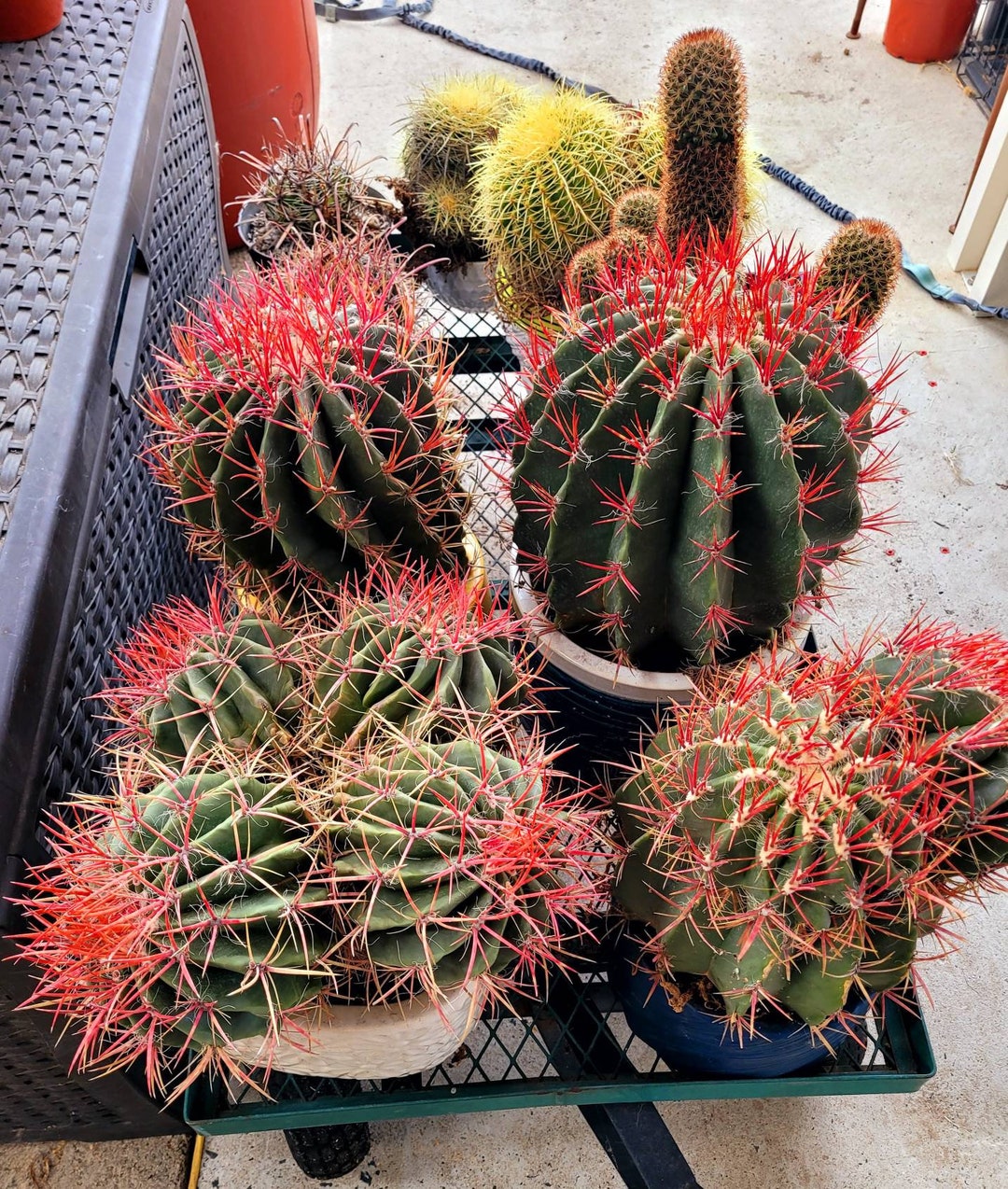 Ferocactus Pringlei/fireball Cactus - Etsy