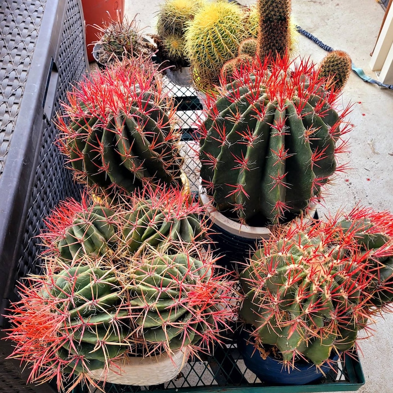 Fire Barrel Cactus - Etsy