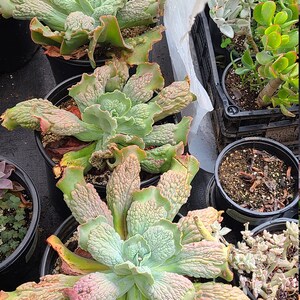 Echeveria Barbillion - Etsy