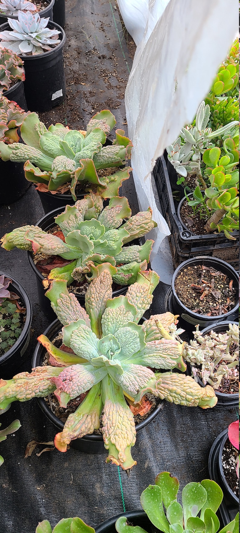 Echeveria Barbillion - Etsy