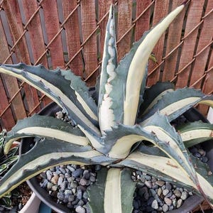 Agave Mediopicta Alba - Etsy