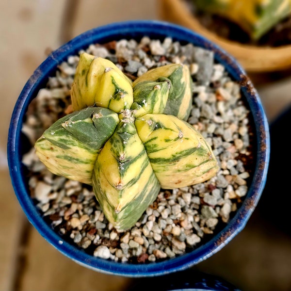 Variegated Astrophytum - Etsy
