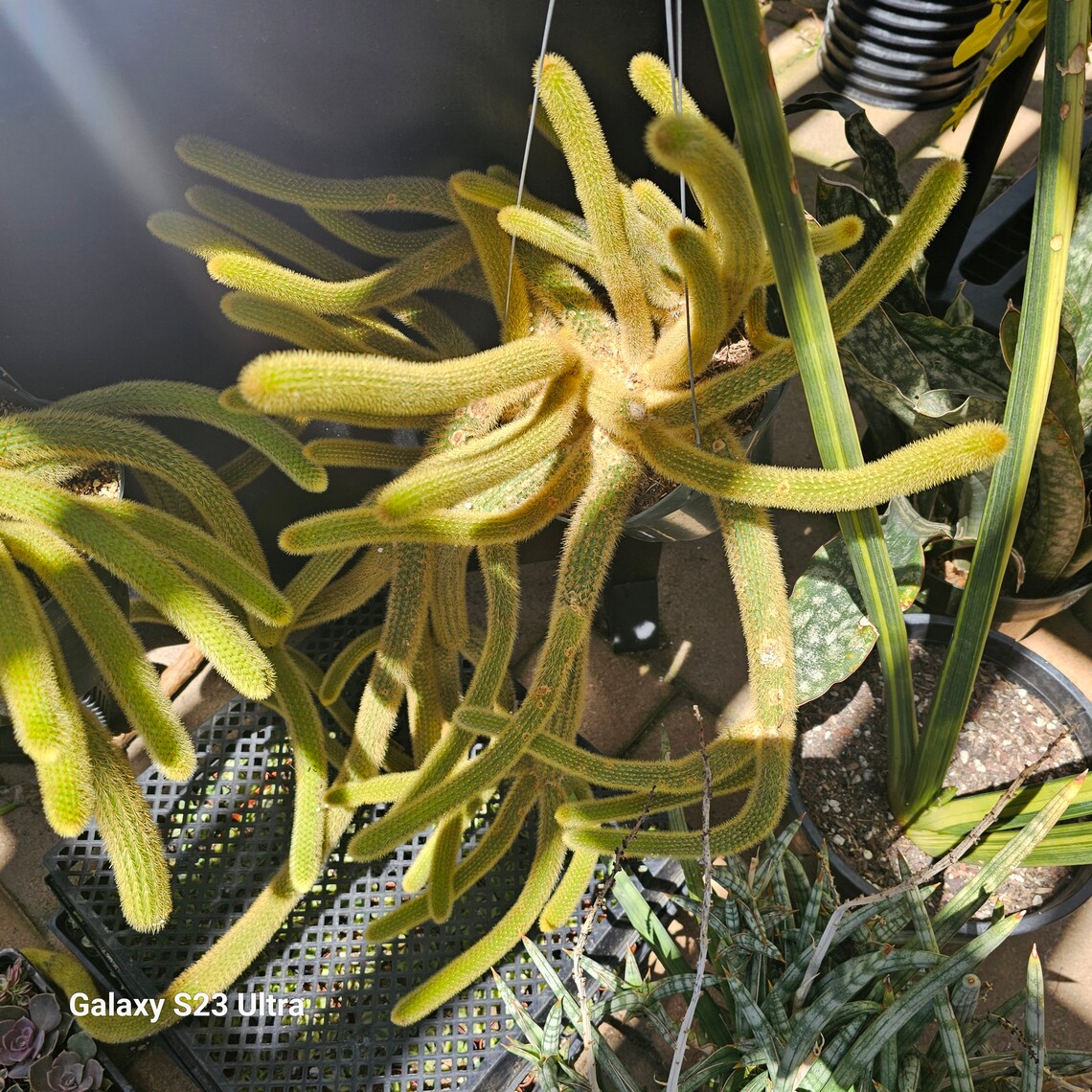 GOLDEN Rat Tail Cactus - Etsy