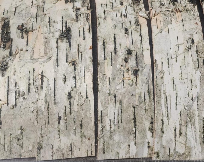 Natural Birch Bark Strips - 2" X 14" - Rustic Craft Supply, Knife ...