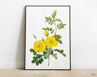 Yellow Rose Print Botanical Print Botanical Flower Print | Etsy