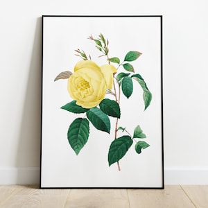 Yellow Rose Print Botanical Print Botanical Flower Print | Etsy