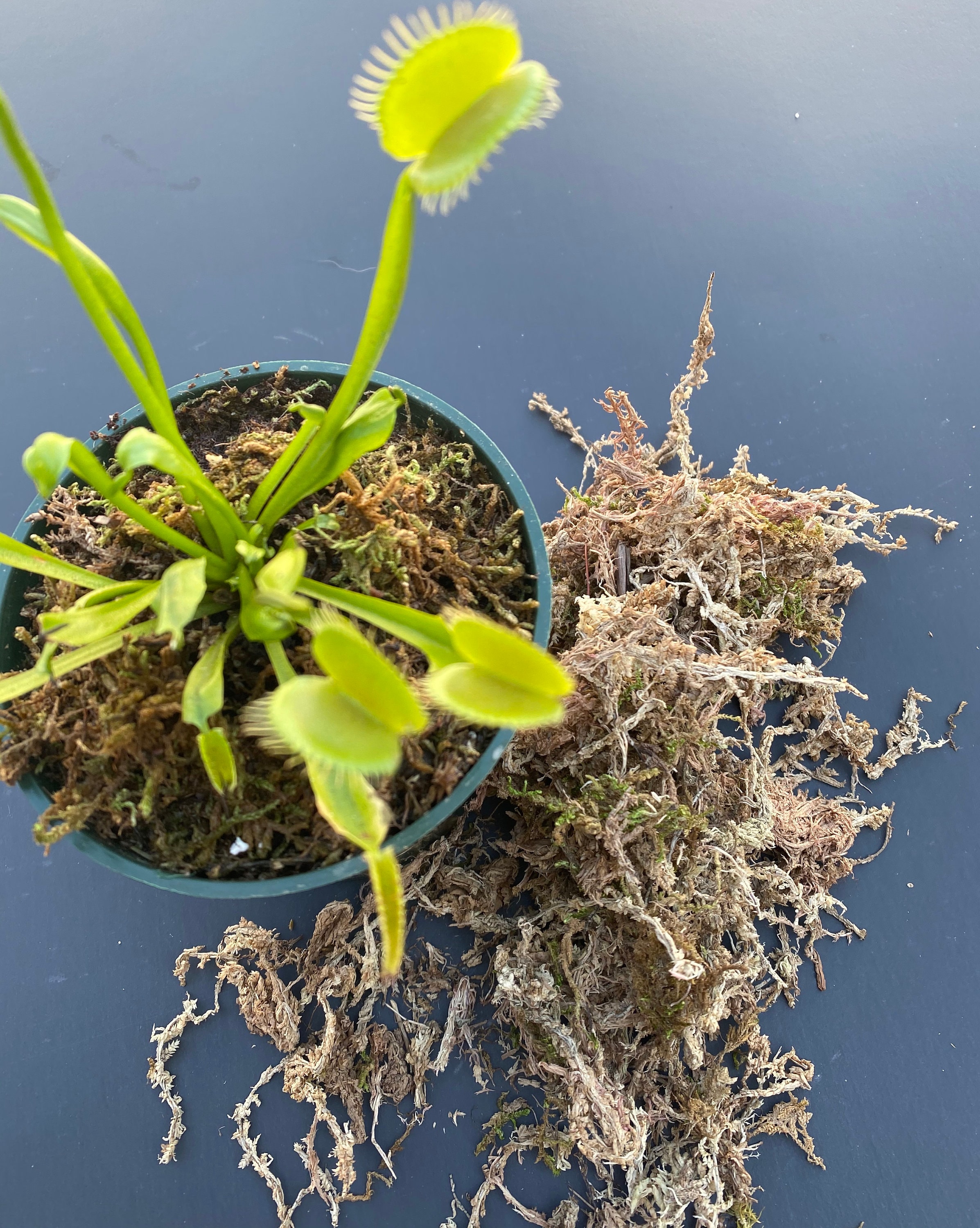 Venus Flytrap 'soil' / Organic / Growing Media for Carnivorous Plants - Etsy