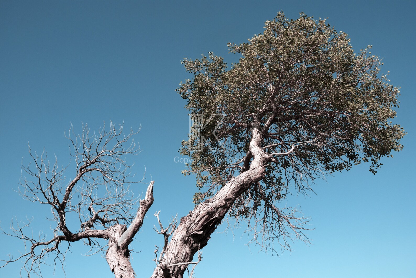 Desert Poplar | Ancient Populus Euphratica Trees | Photography Print ...