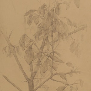 Pencil Drawing Horticultural Drawing Plum Tree Original Artwork - Etsy