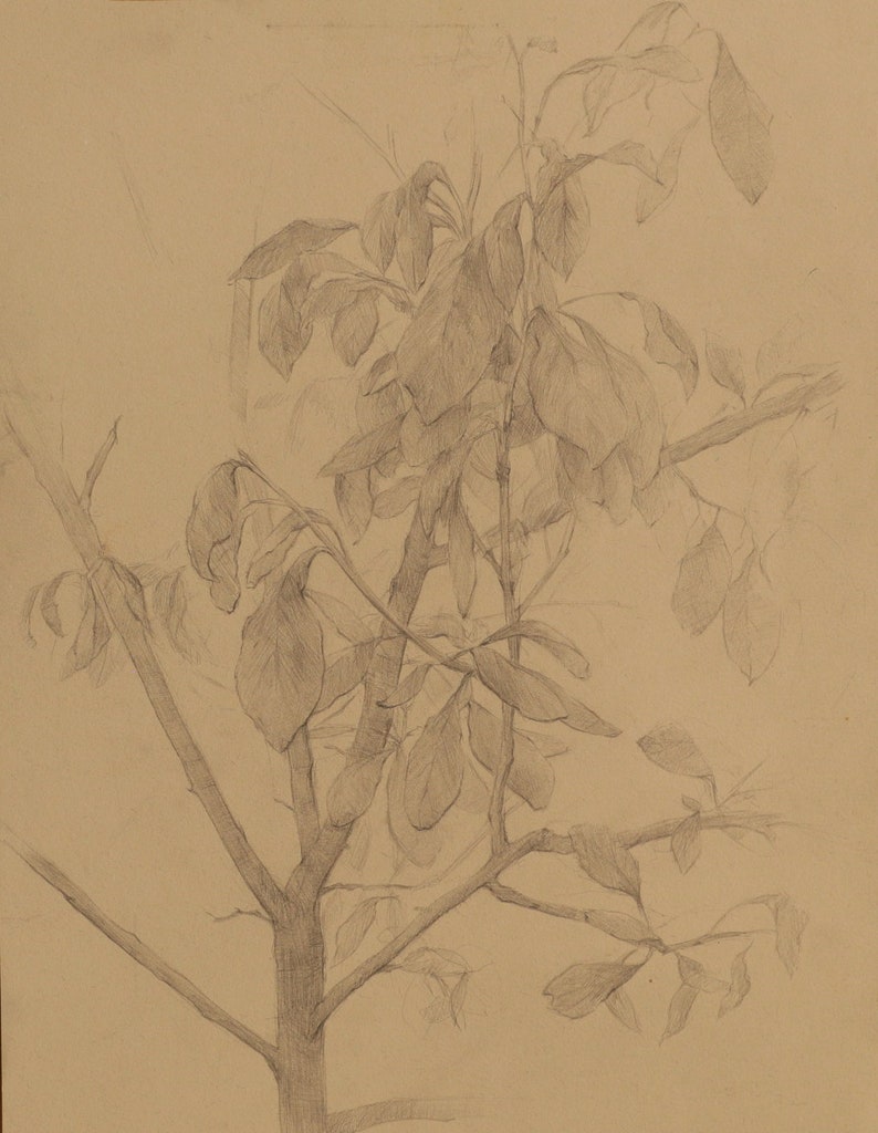 Pencil Drawing Horticultural Drawing Plum Tree Original - Etsy