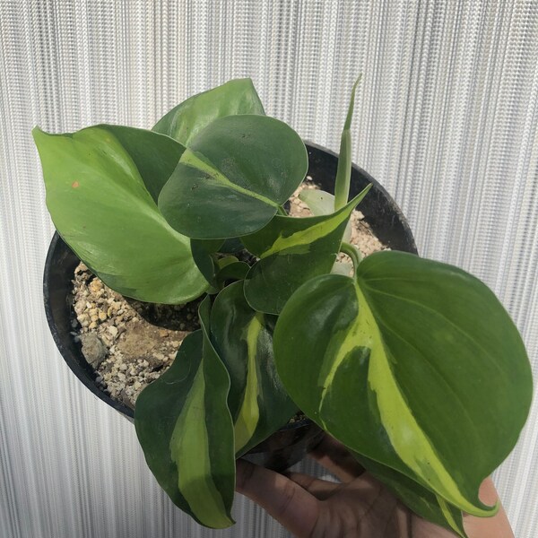 Brazil Pothos - Etsy