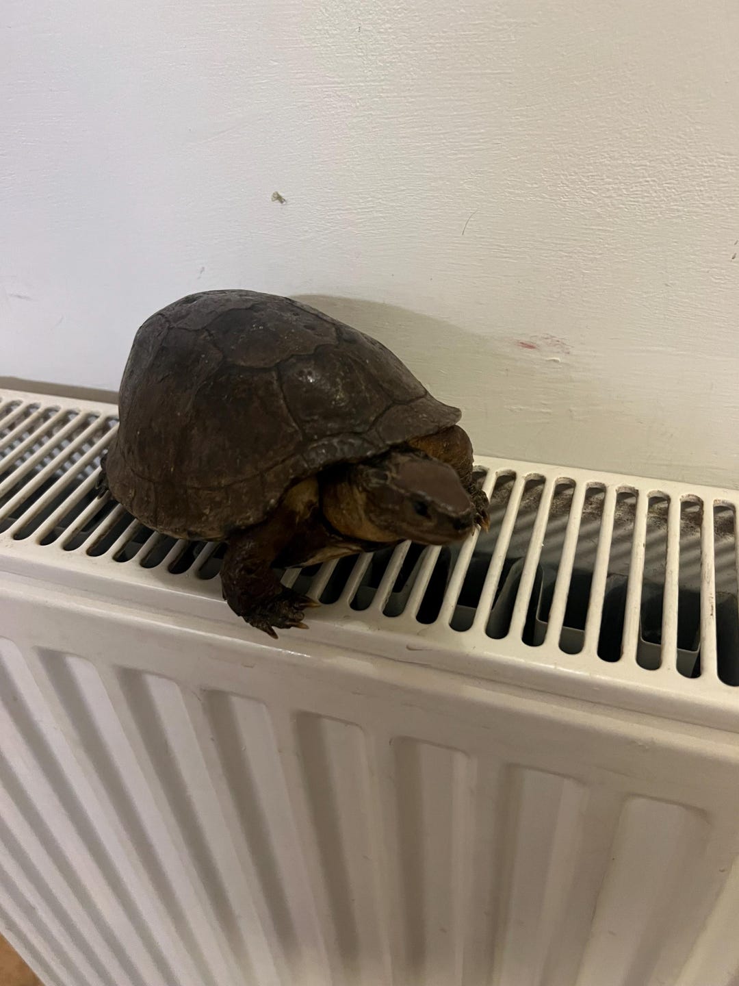 Taxidermy Vintage Tortoise Full Mount - Etsy