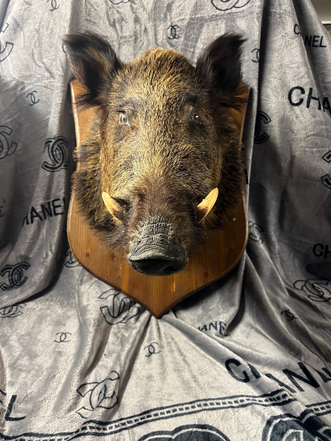 Stunning Large Taxidermy Wild Boars Head - Etsy