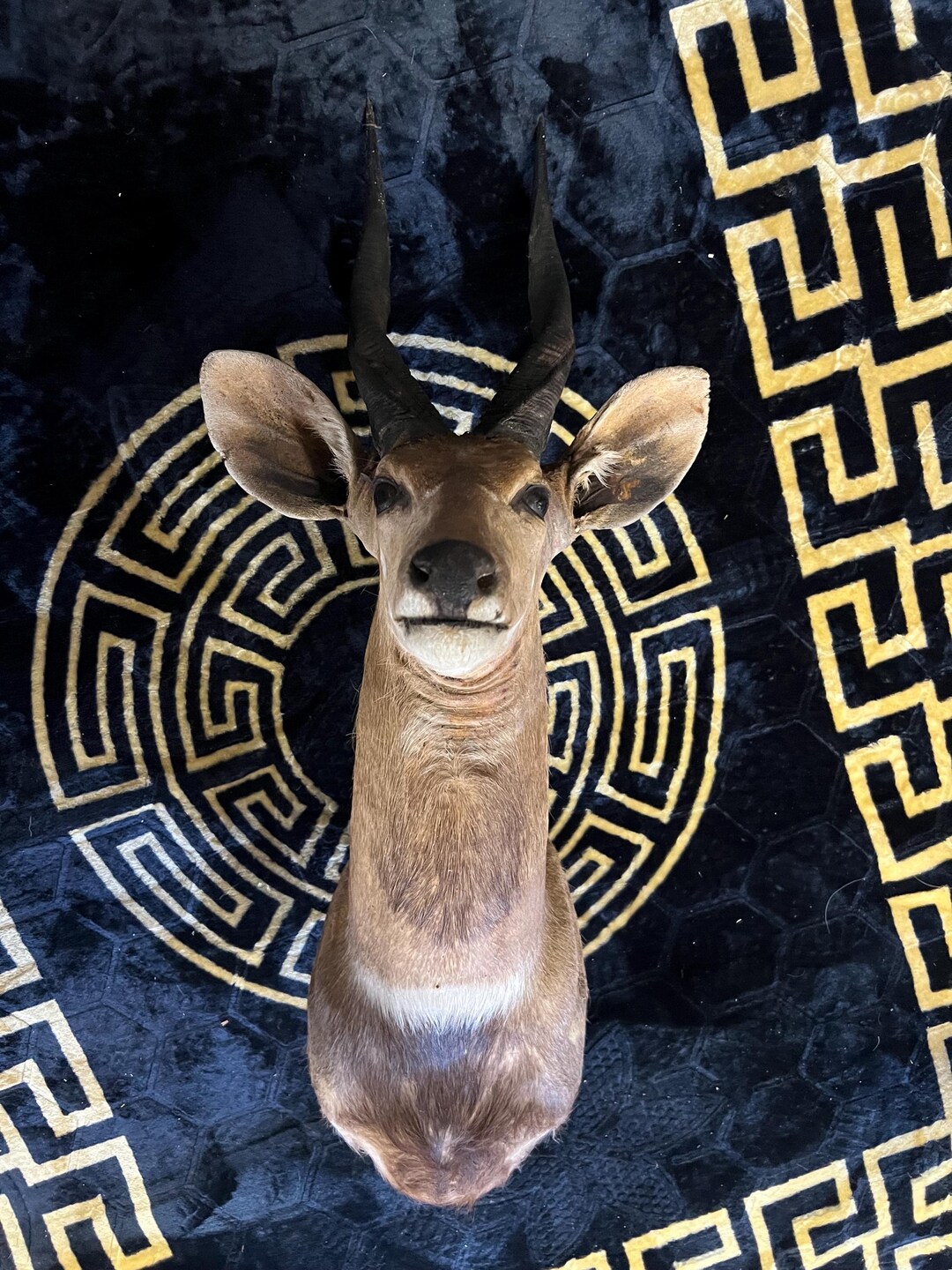 Pretty Taxidermy African Cape Bushbuck Shoulder Mount - Etsy