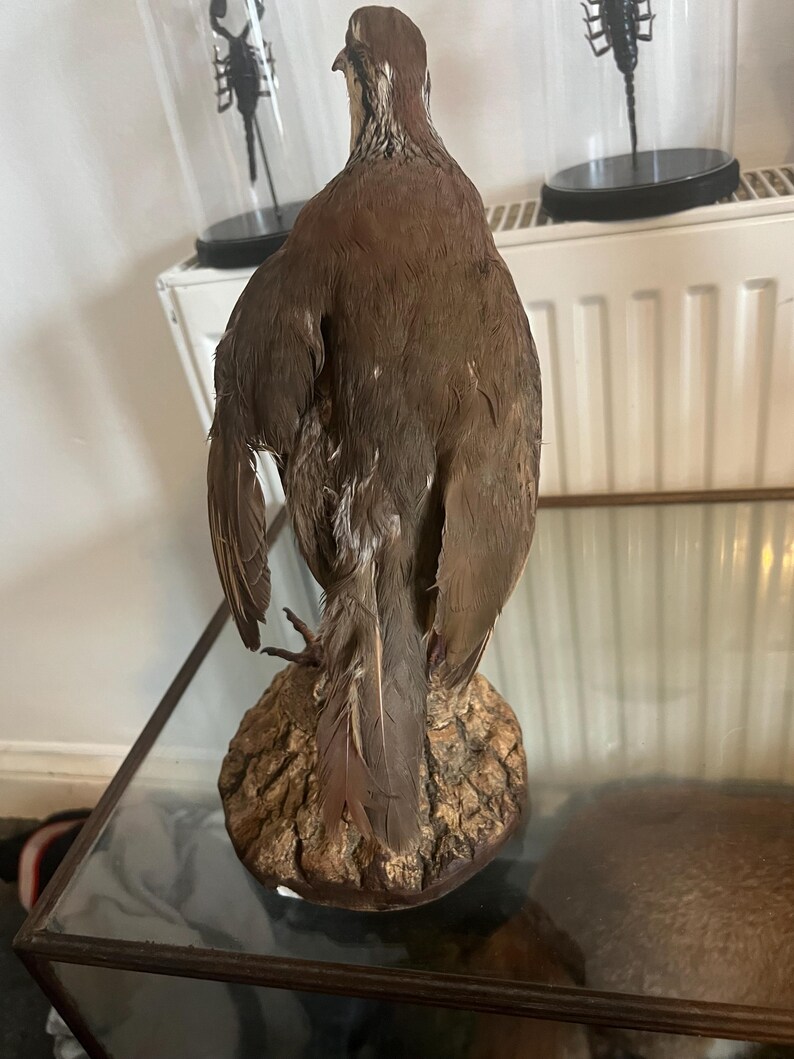 Antique Taxidermy Red Legged Partridge - Etsy