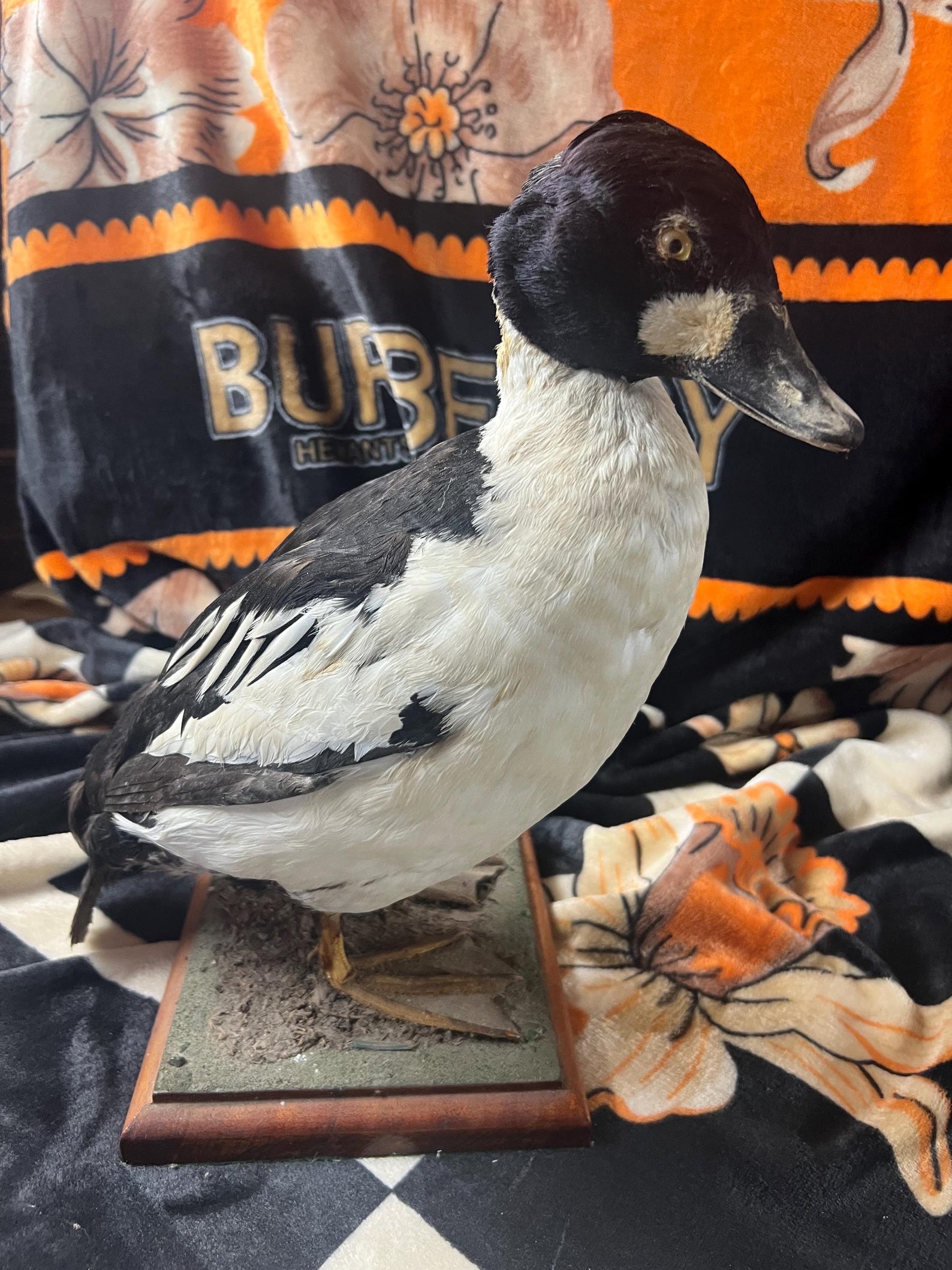 Pretty Taxidermy Conman Goldeneye Duck - Etsy