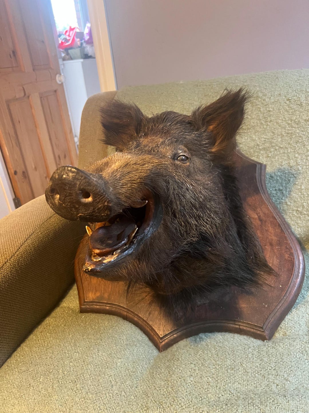 Beutiful Large French Taxidermy Wild Boars Head Mount - Etsy