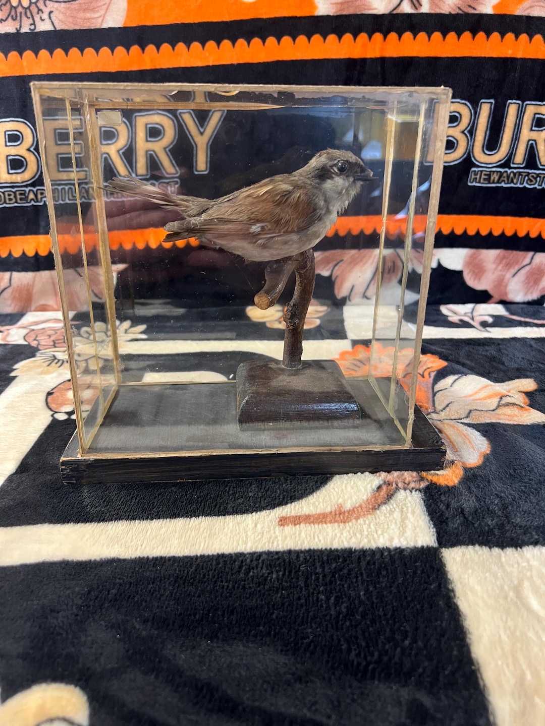 Pretty Taxidermy Sparrow in Glass Museum Specimen Case - Etsy