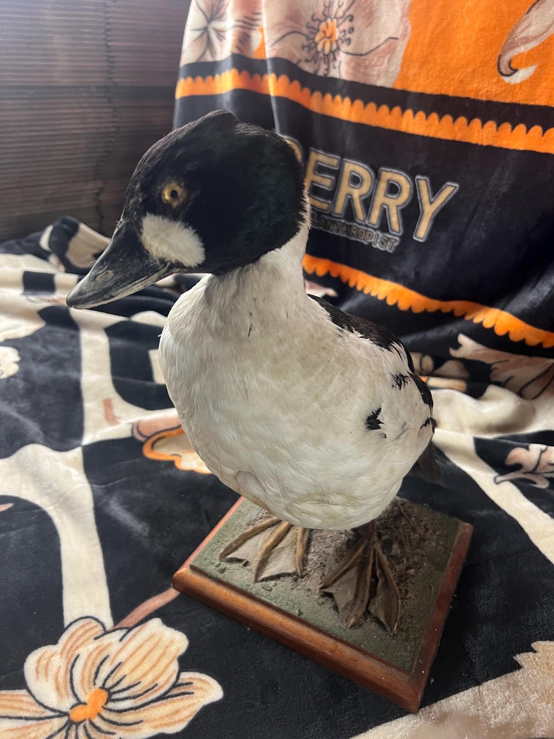 Pretty Taxidermy Conman Goldeneye Duck - Etsy