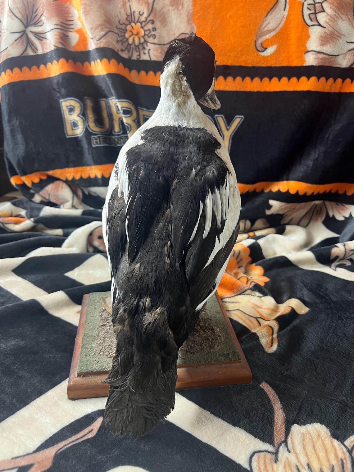 Pretty Taxidermy Conman Goldeneye Duck - Etsy