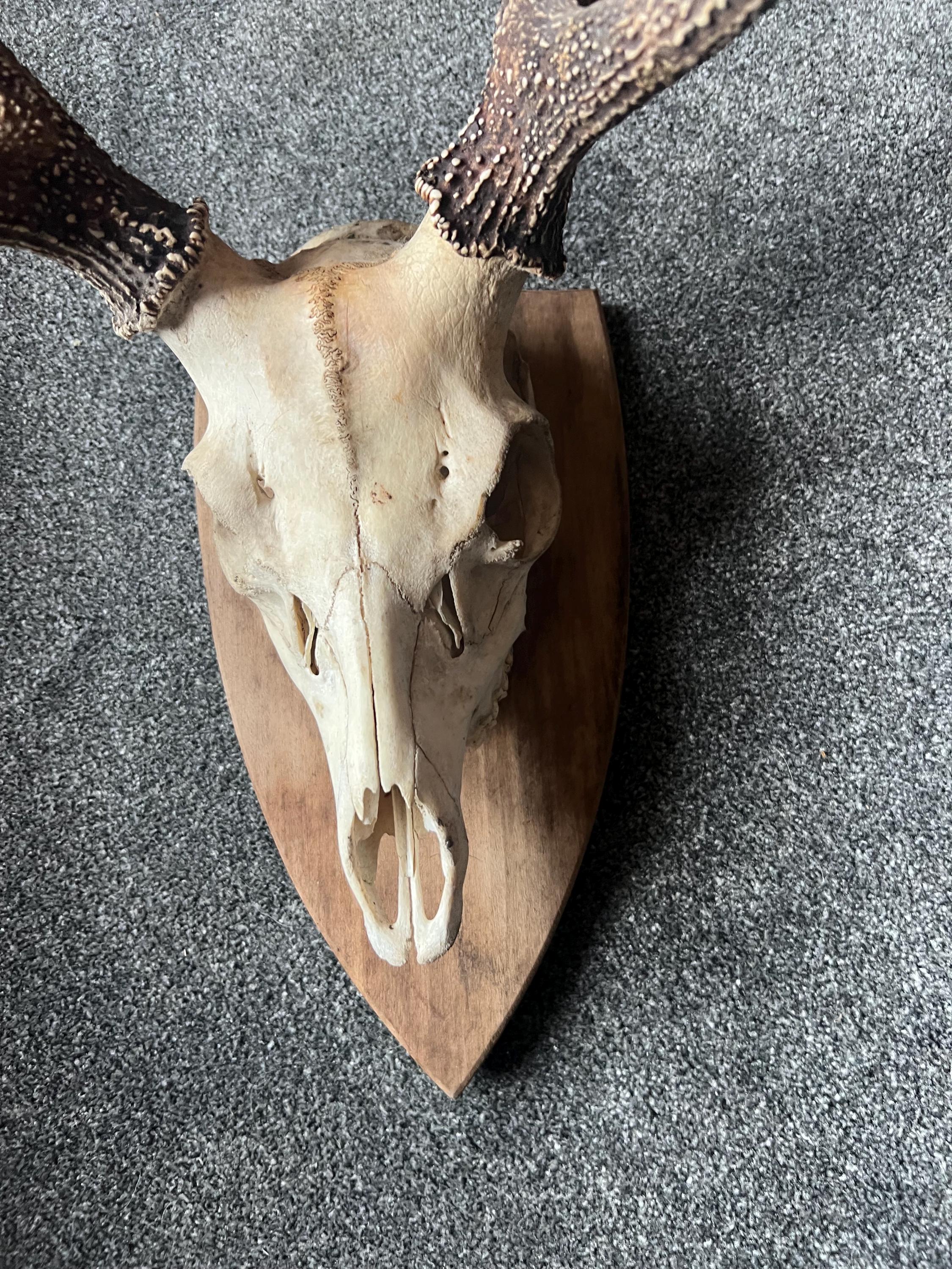 Lovely Set of 8 Point Deer Antlers on Wooden Base - Etsy