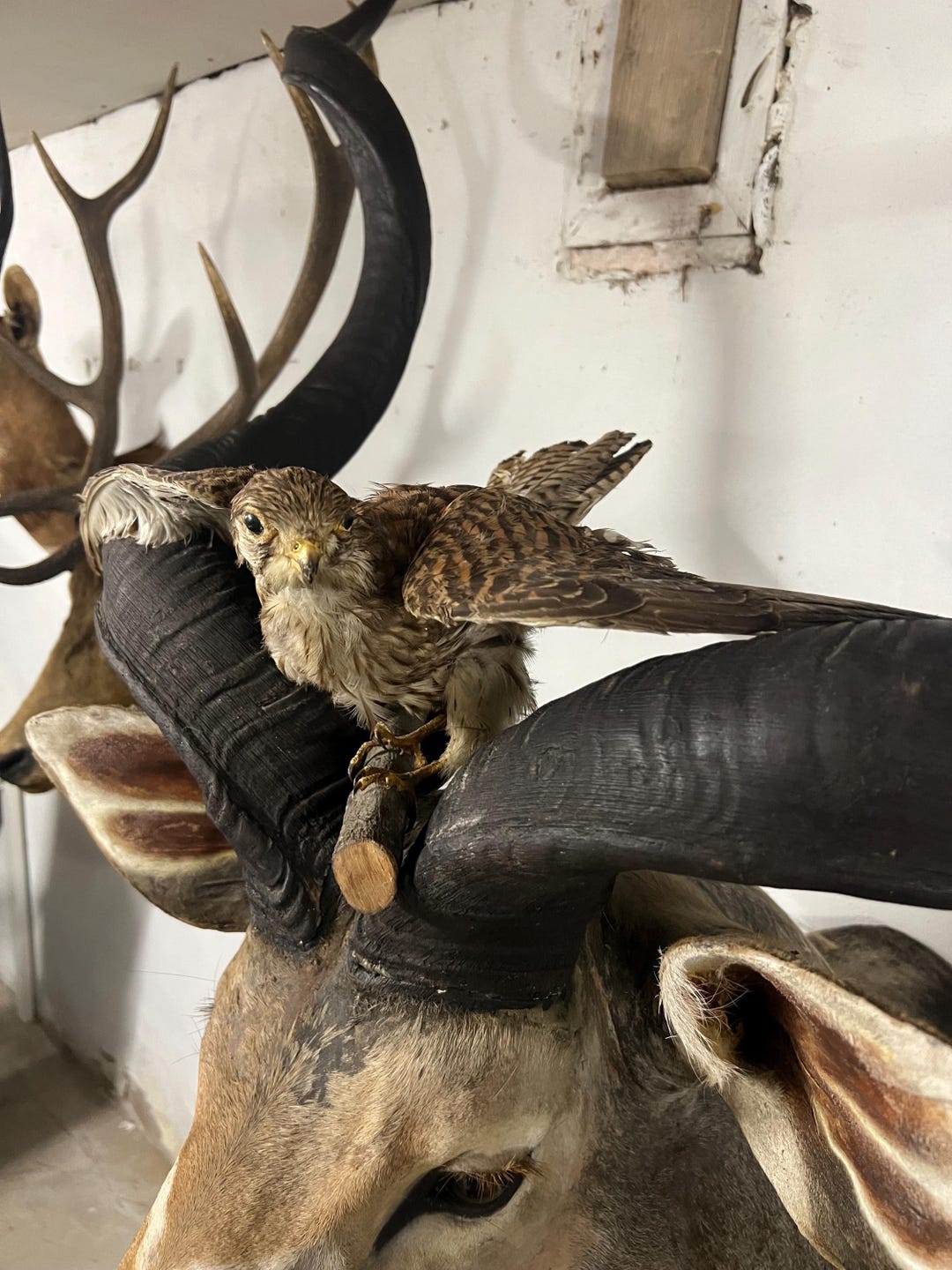Taxidermy Full Mount of Kestrel in Flight on Wooden Shield - Etsy